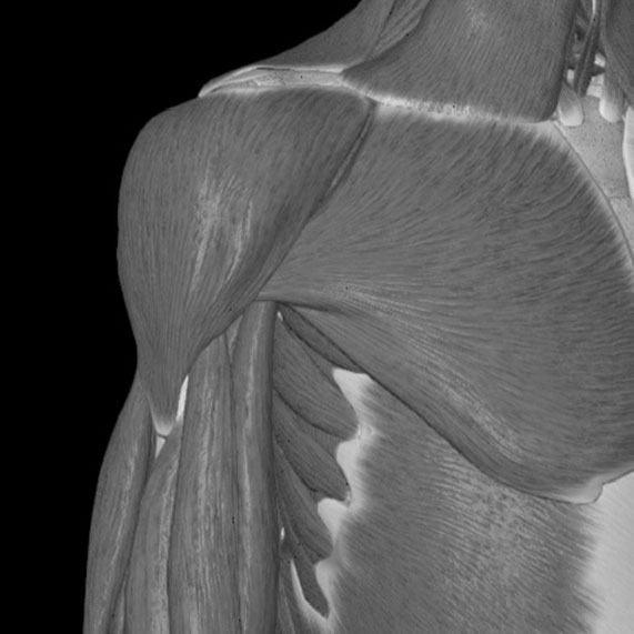 Exercise Library - 5 Valleys Physio & Sports Injury Clinic